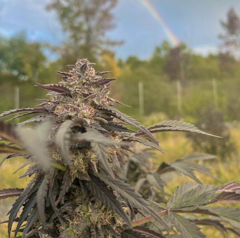 cannabis